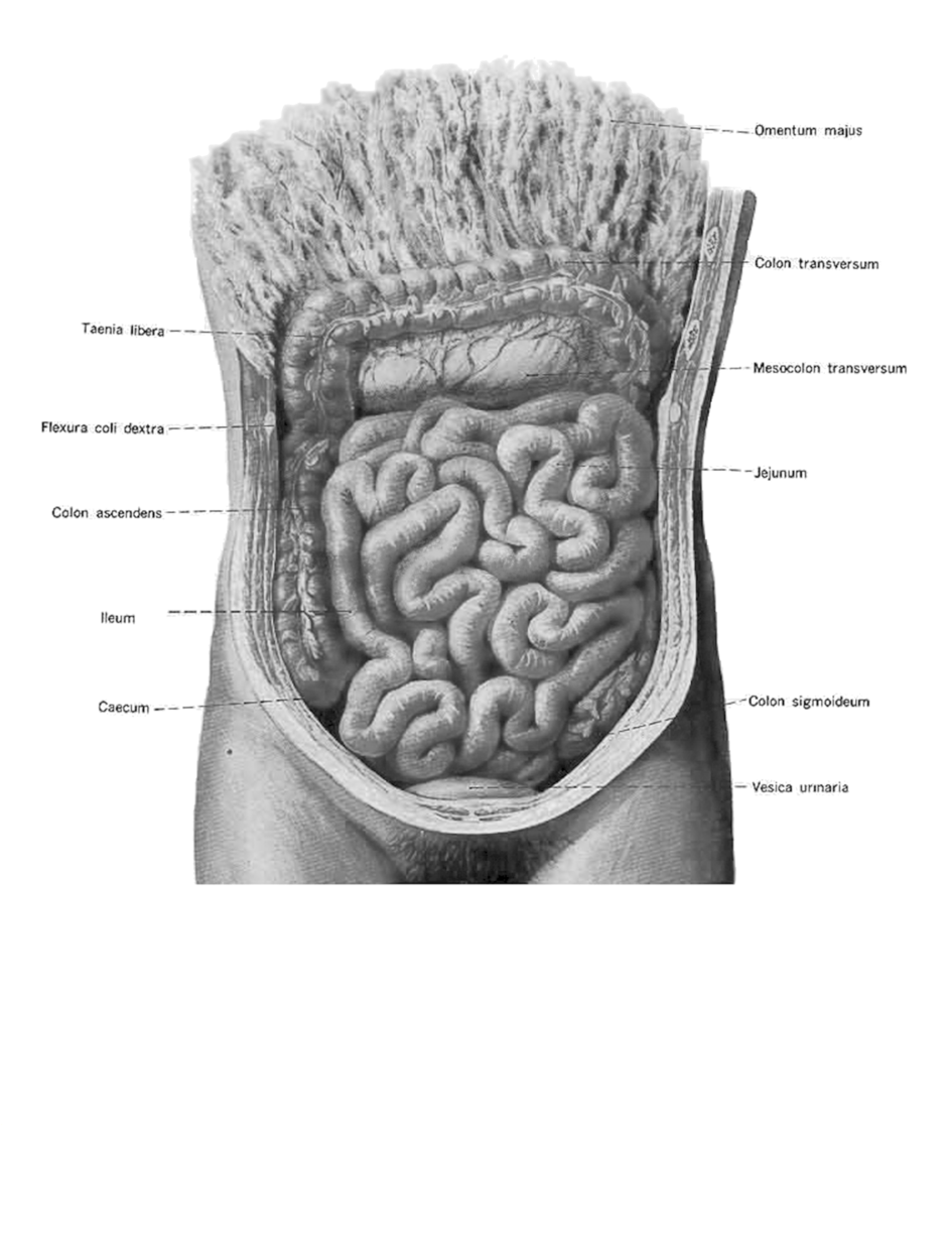 Dissected-Intestine - 客製化衣服、個性化T恤、T恤創作│LOGOless